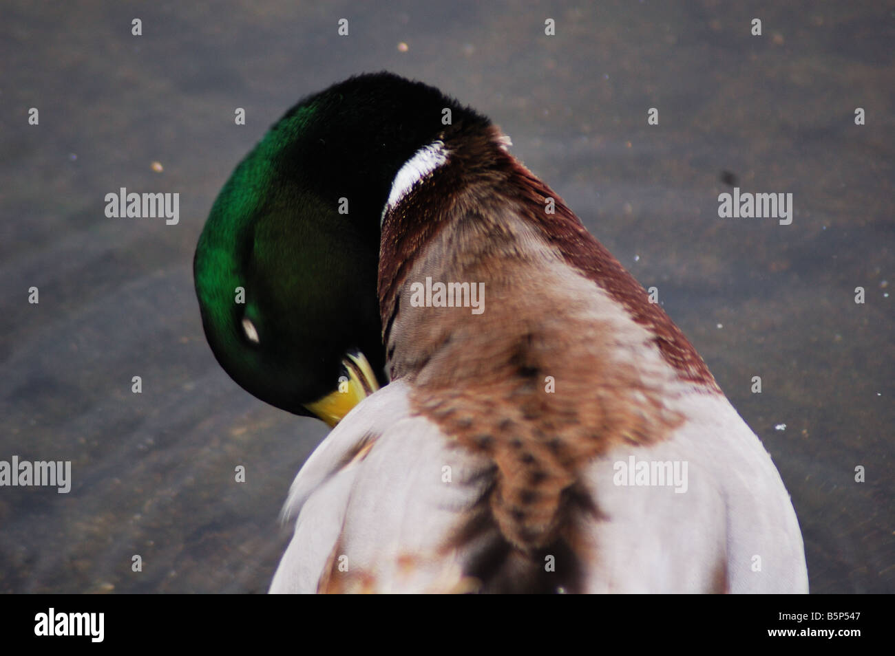 Duck cleaning its feathers Stock Photo - Alamy