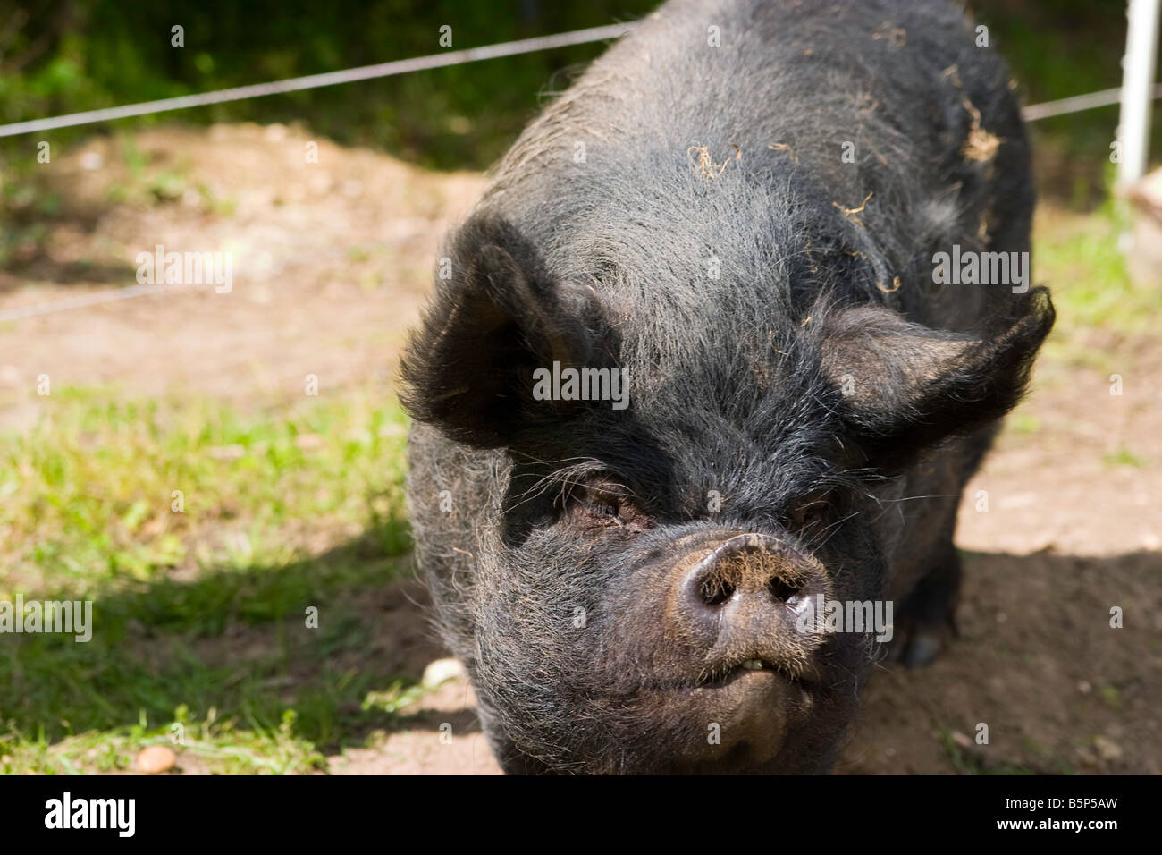 Black pig facing camera Stock Photo - Alamy