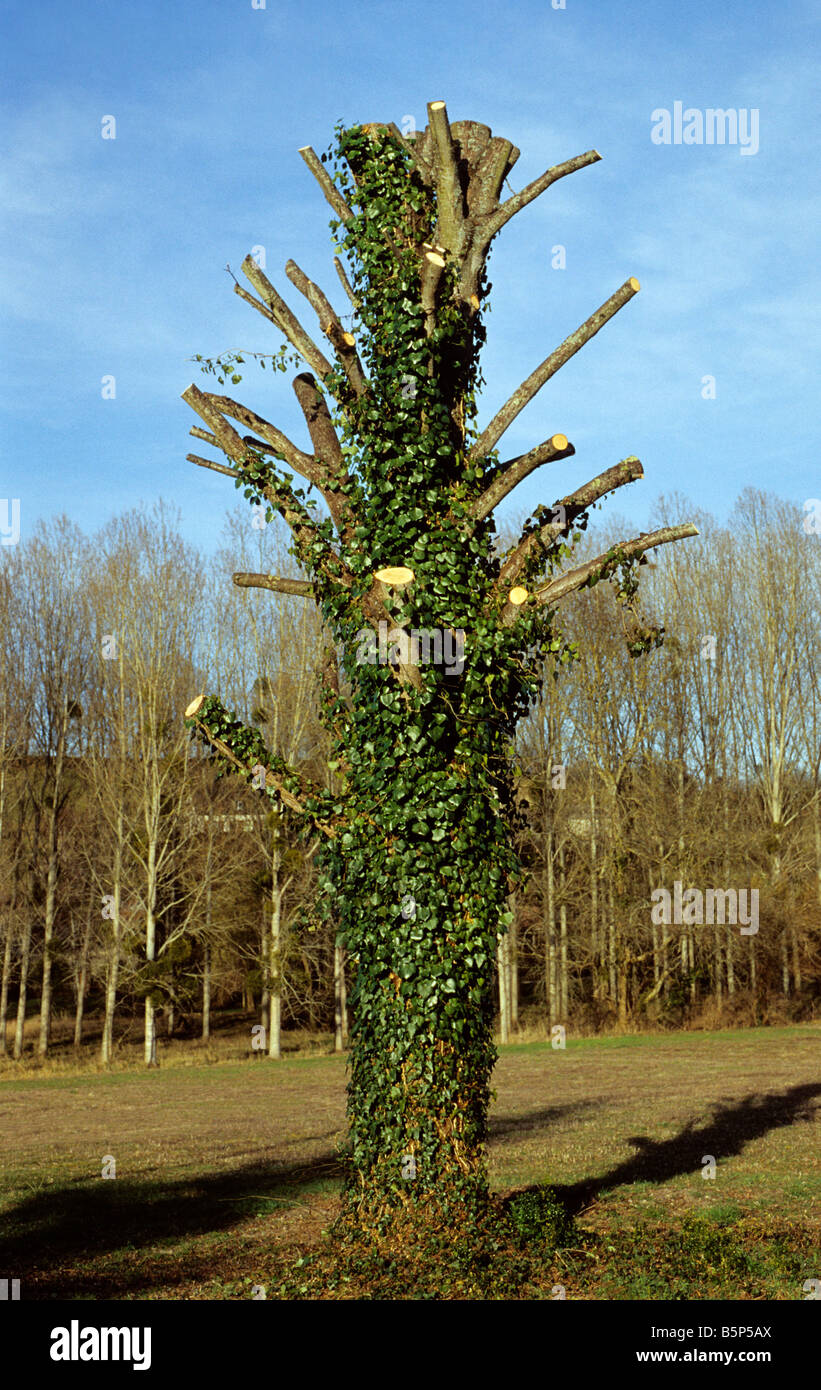 Pollarded tree hi-res stock photography and images - Alamy