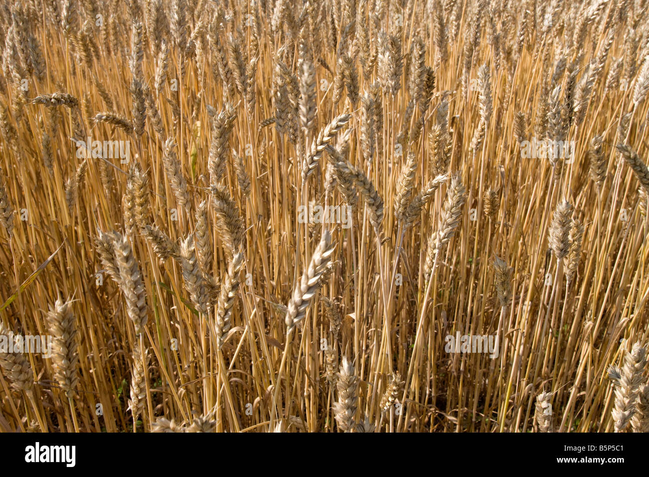 WHEAT FIELD FARMLAND Stock Photo - Alamy