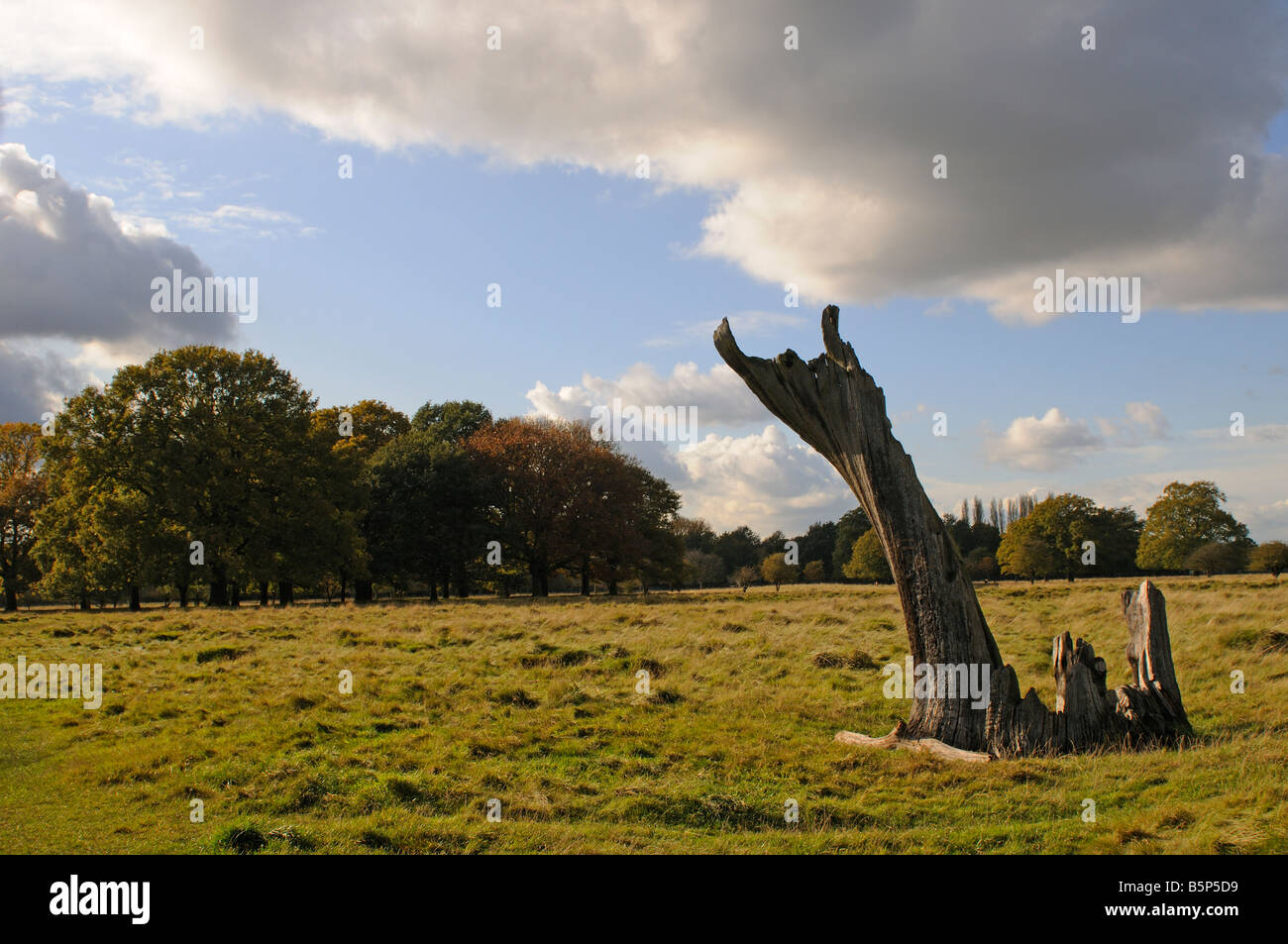 Dramatic tree stump hi-res stock photography and images - Alamy