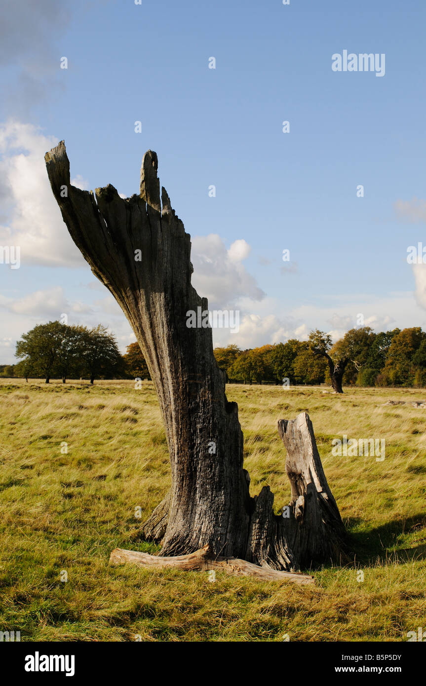 Dead tree stump hi-res stock photography and images - Alamy