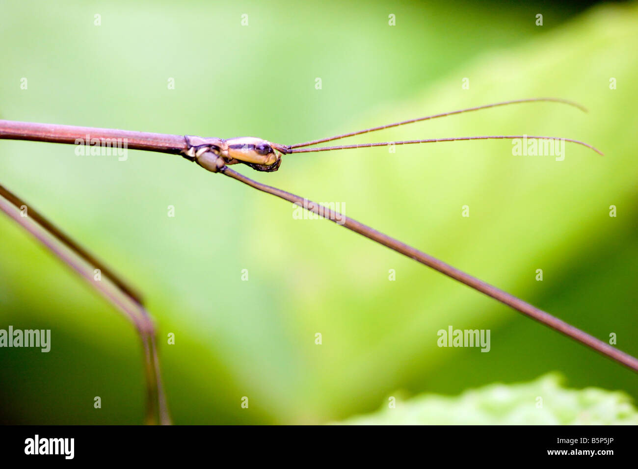 Vietnam stick insect hi-res stock photography and images - Alamy