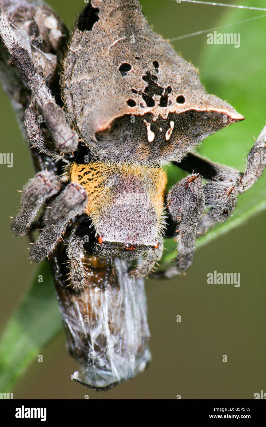Triangle spider hi-res stock photography and images - Alamy