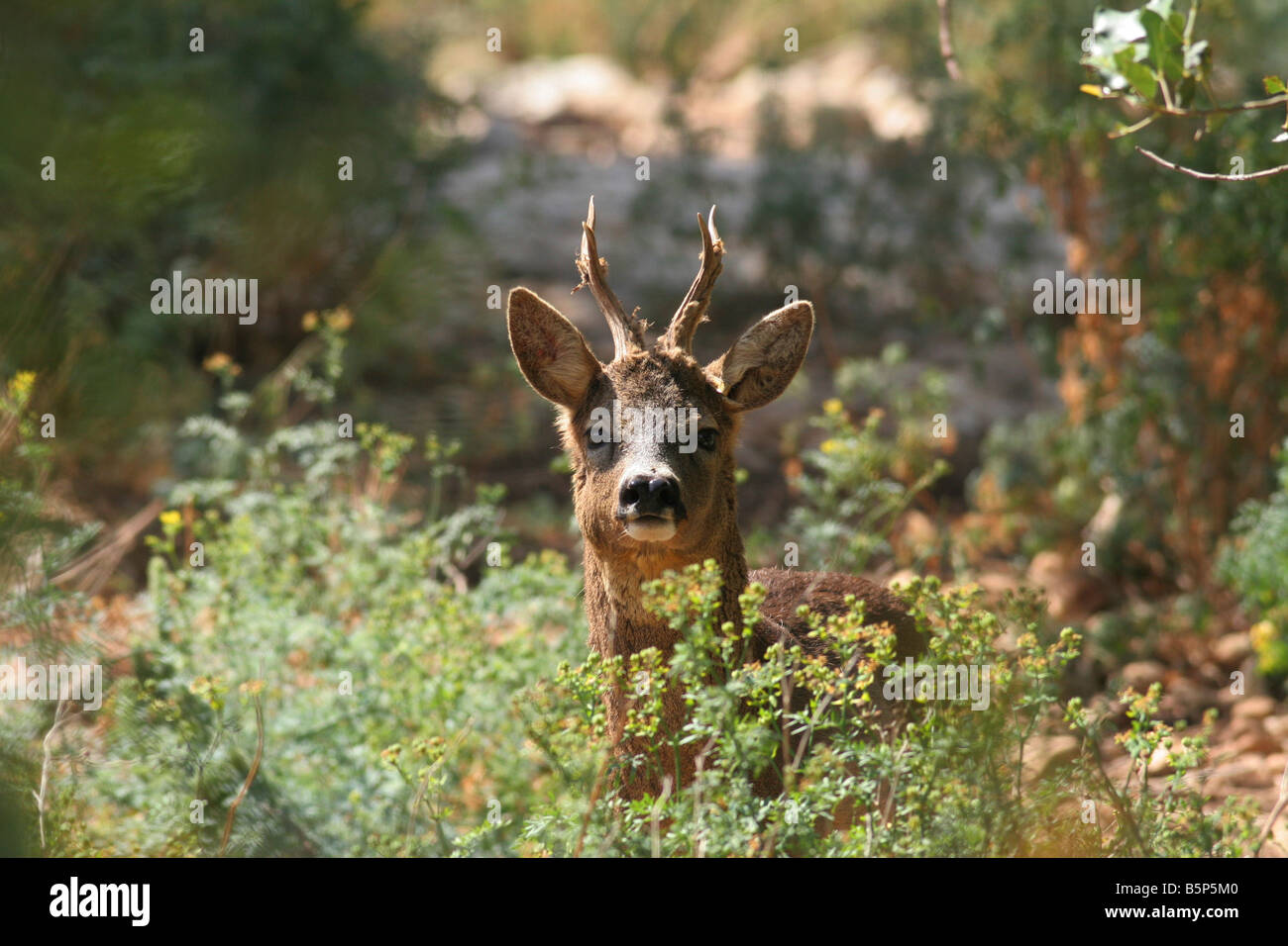 Israel Carmel Mountain European Roe Deer Capreolus capreolus ...