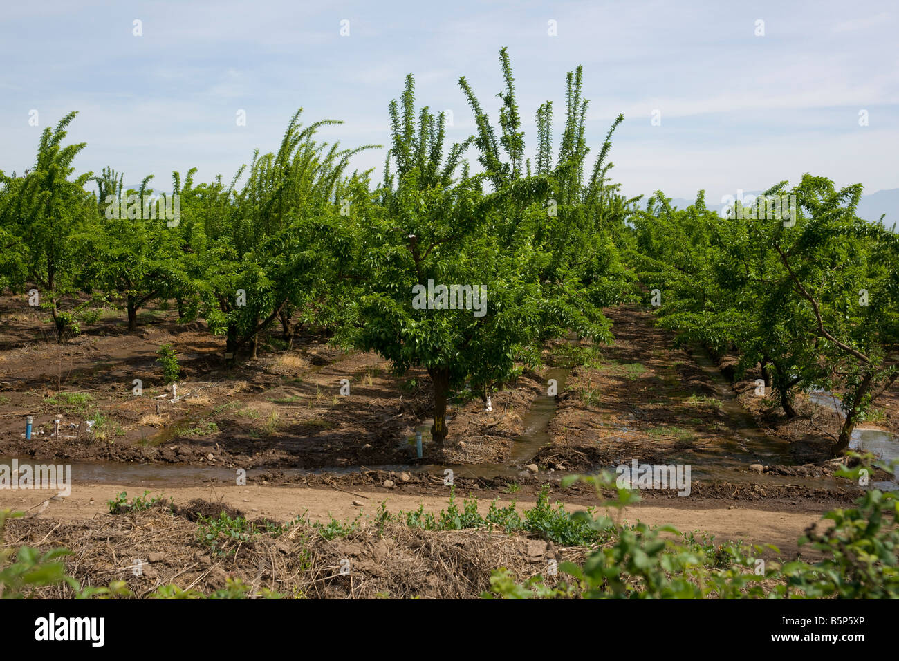 Ditch irrigating peach trees Stock Photo - Alamy