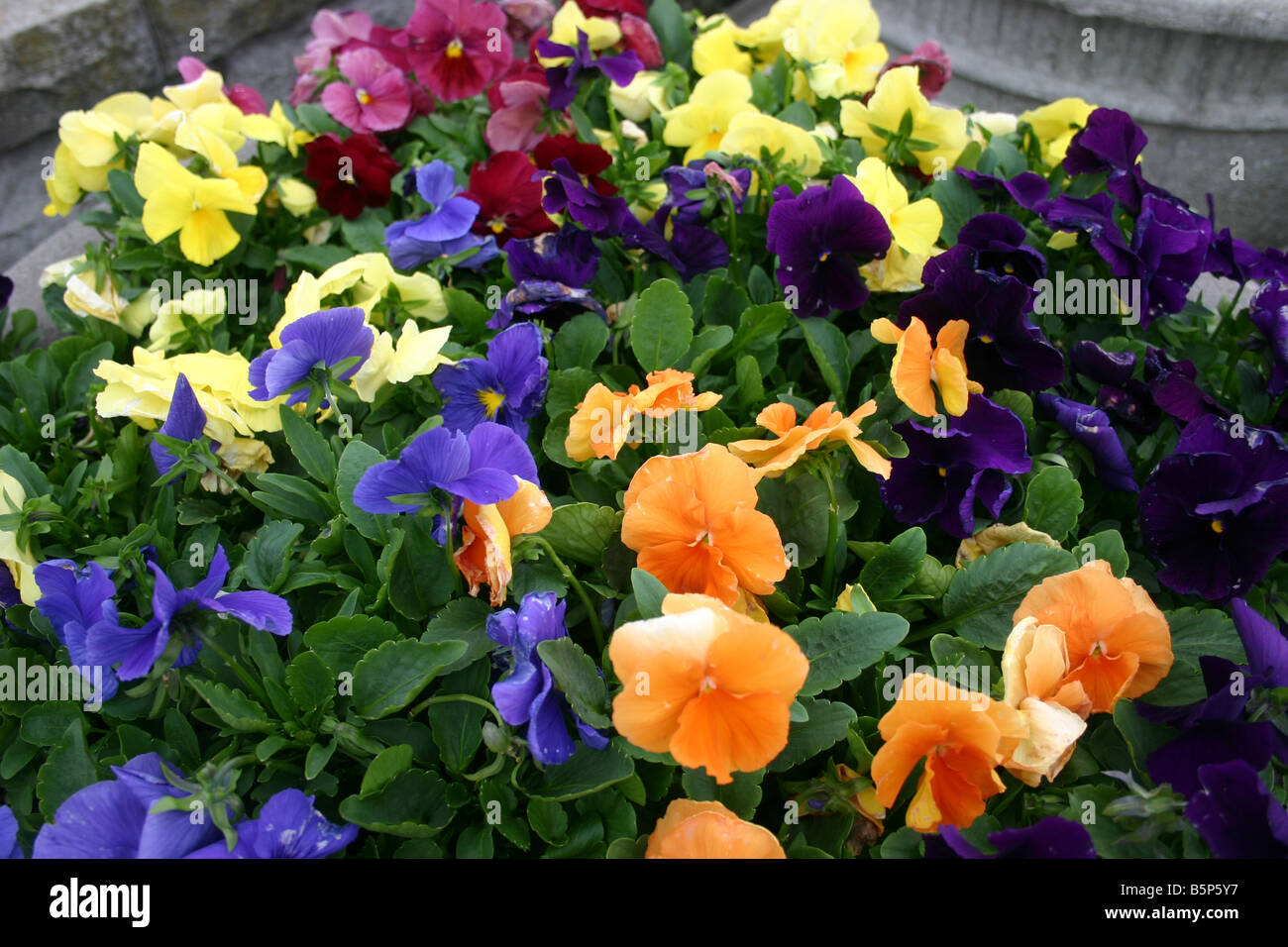 Colorful profusion hi-res stock photography and images - Alamy