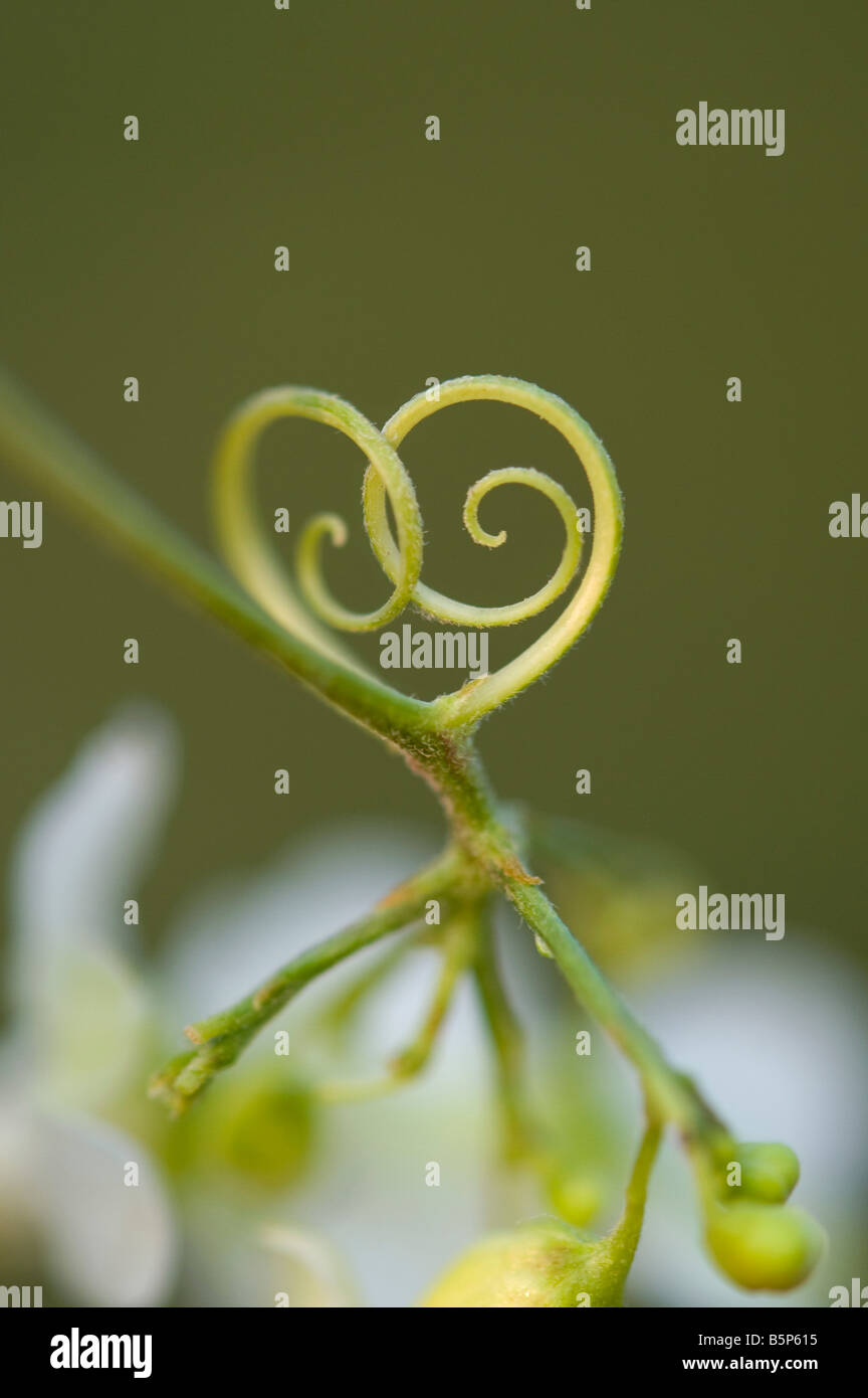 Slender appendage hi-res stock photography and images - Alamy