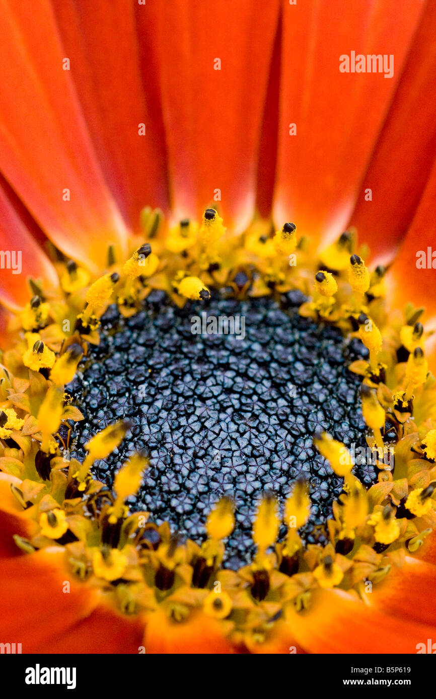 Red Daisy Flower Center Stock Photo - Alamy