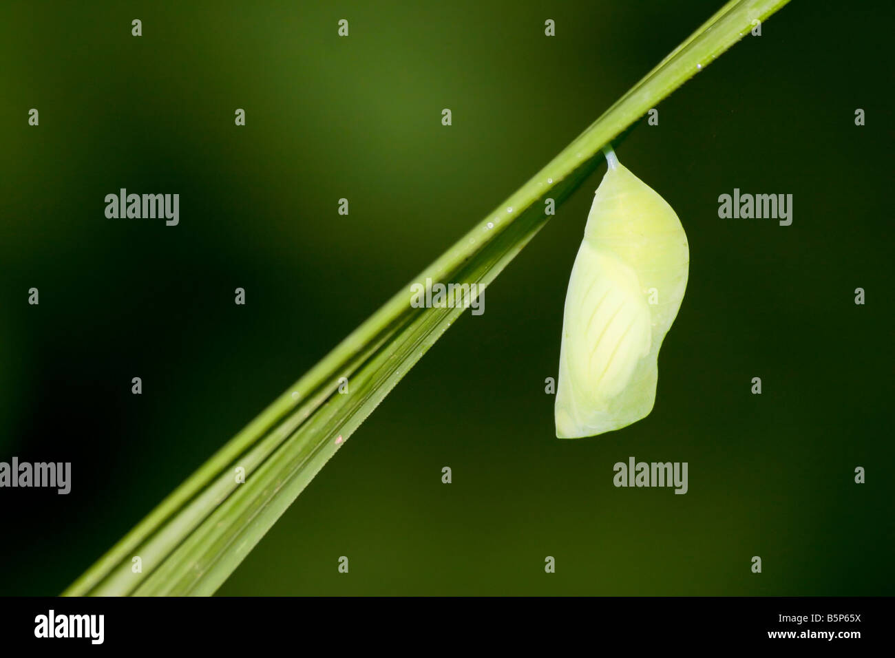 green tropical papilionidae pupa hanging on grass Stock Photo - Alamy