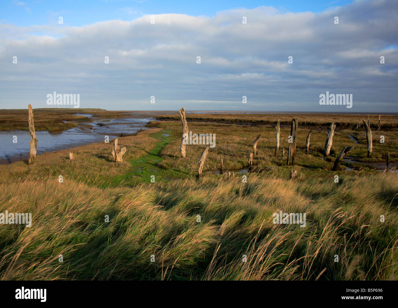 Old posts, tree stumps, creek and salt marsh at Thornham, Norfolk, UK ...
