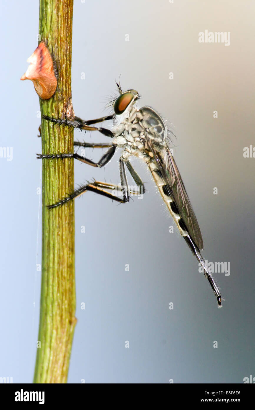 tropical predator fly on rosewood stem Stock Photo - Alamy