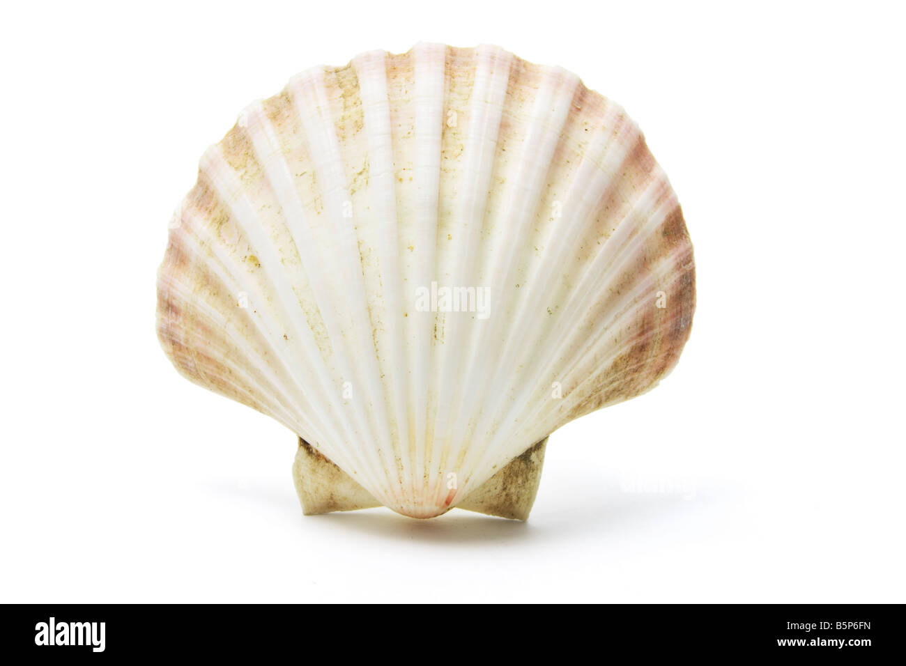 White shell hi-res stock photography and images - Alamy