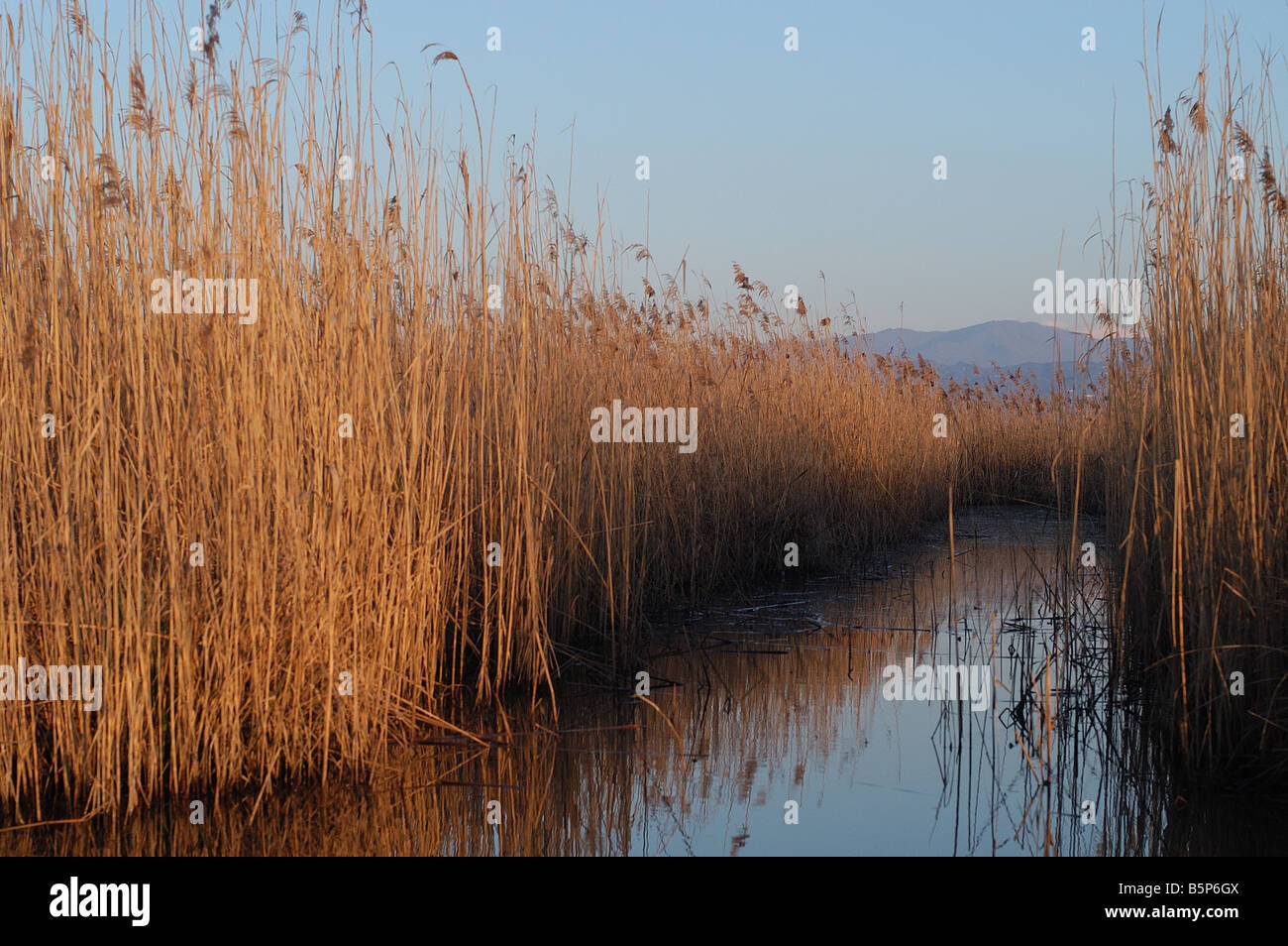 water canal in reeds Stock Photo - Alamy