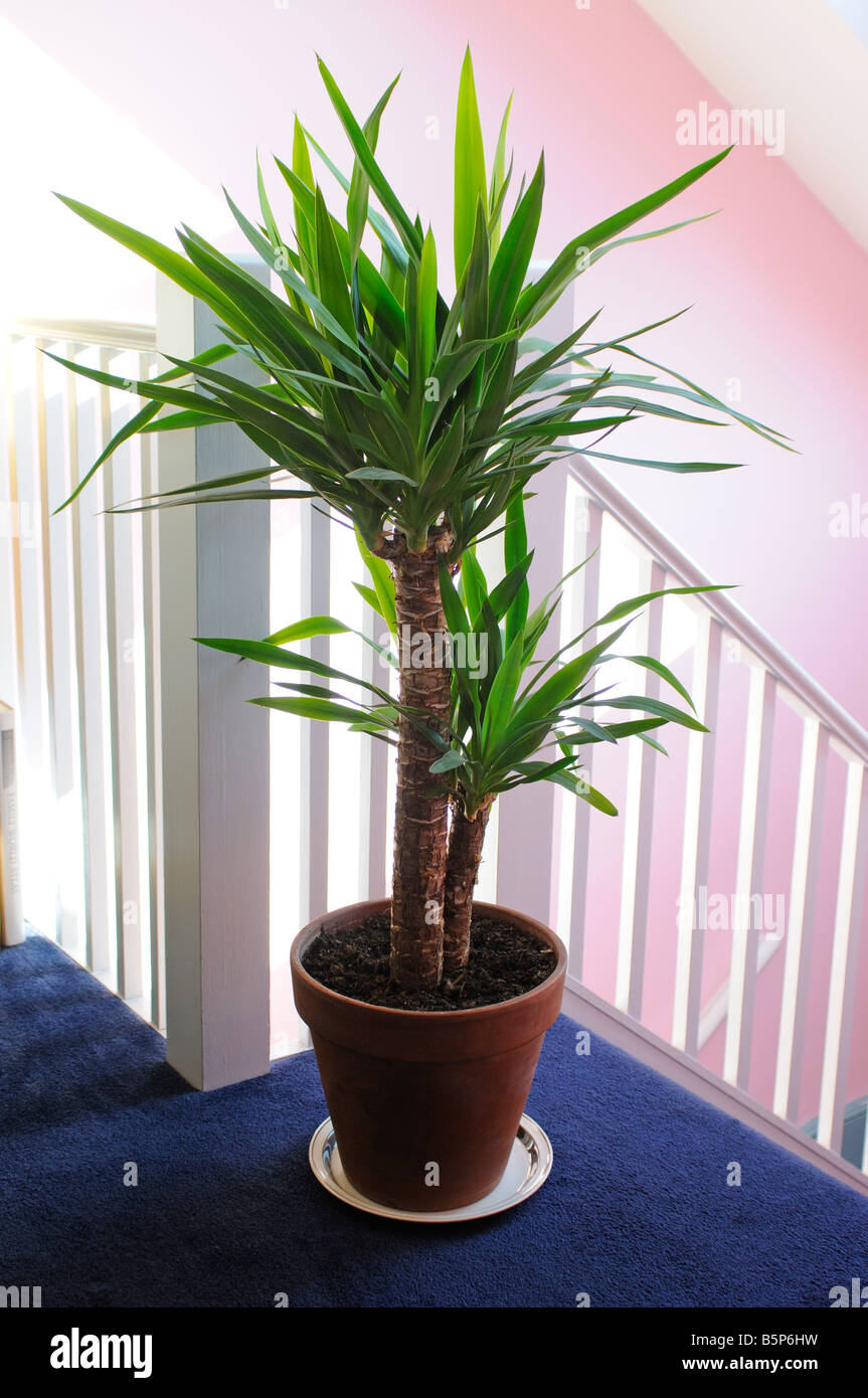 Potted yucca plant hi-res stock photography and images - Alamy