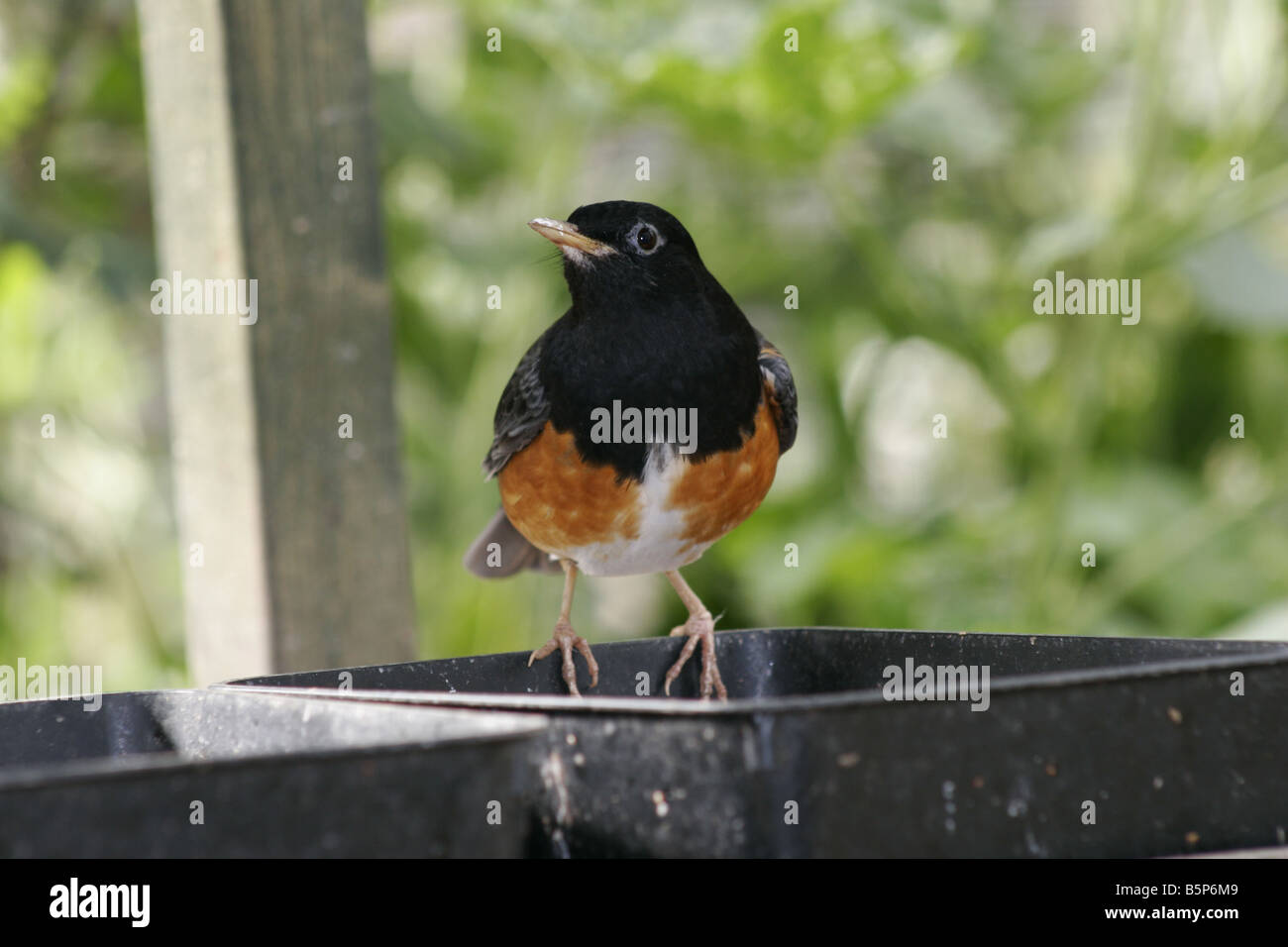 Robin bird table hi-res stock photography and images - Alamy