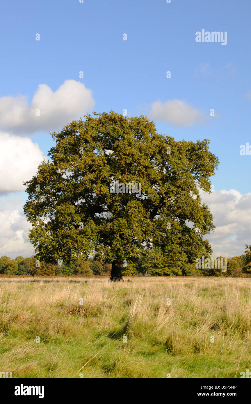 Richmond royal oak, london hi-res stock photography and images - Alamy