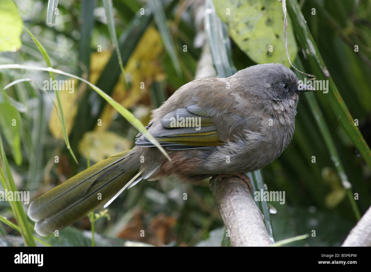Masked Laughing Thrush Garrulax perspicillatus Stock Photo - Alamy
