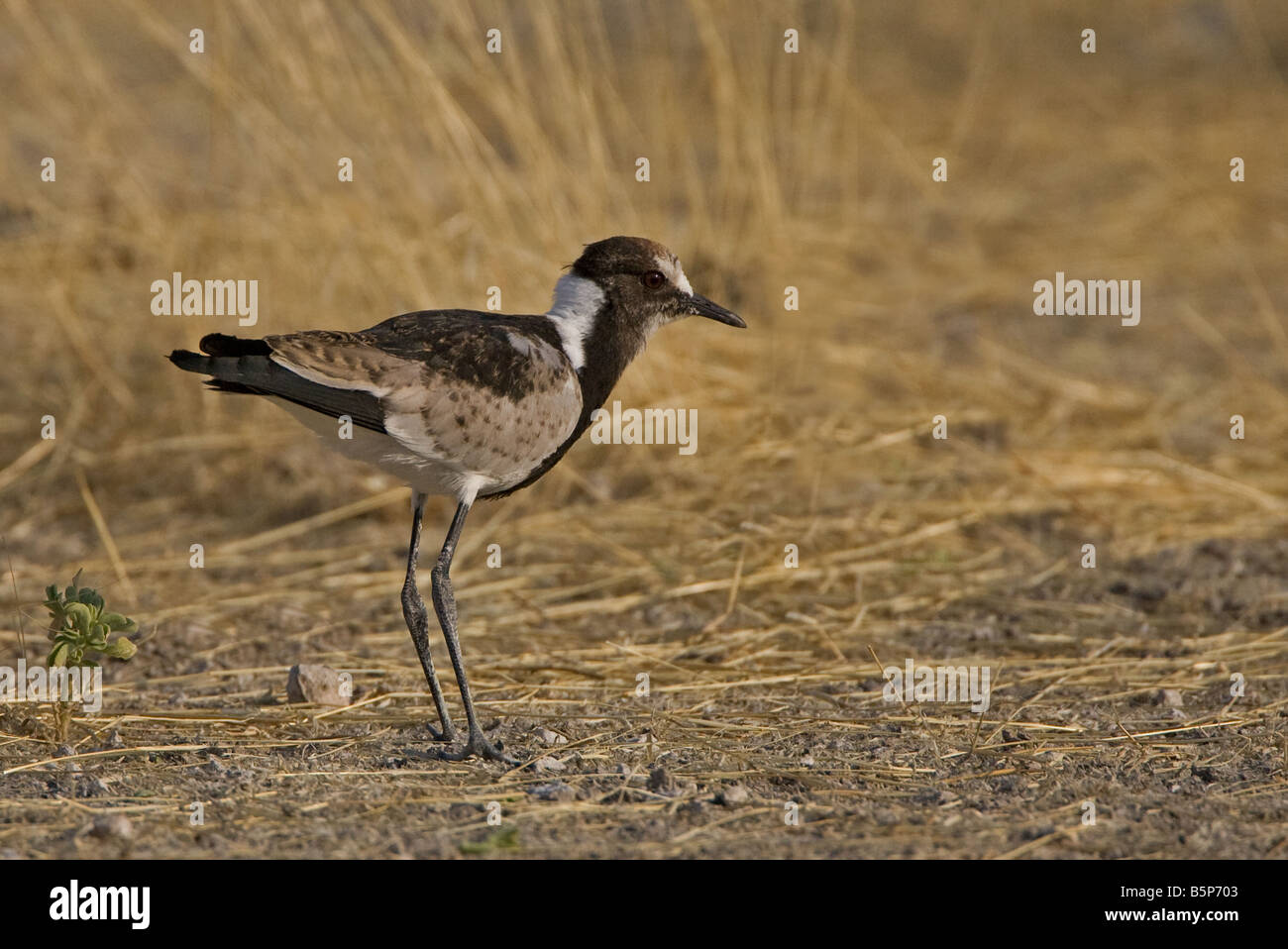 Blacksmith plover hi-res stock photography and images - Alamy