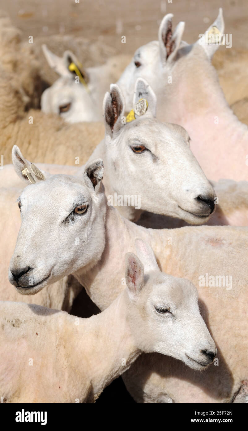 Freshly sheared sheep hi-res stock photography and images - Alamy