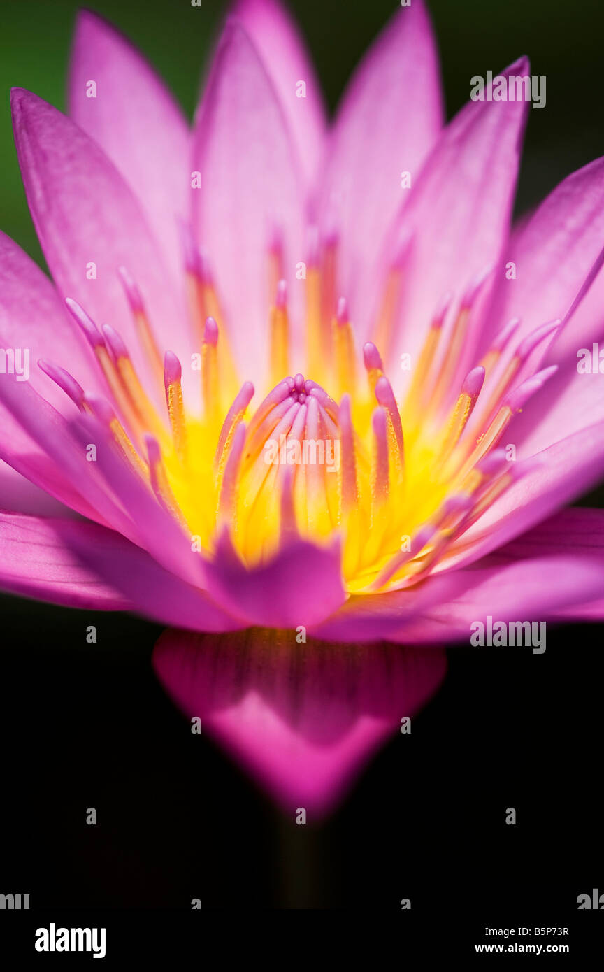 Nymphaea. Tropical waterlily in a pond in India Stock Photo - Alamy