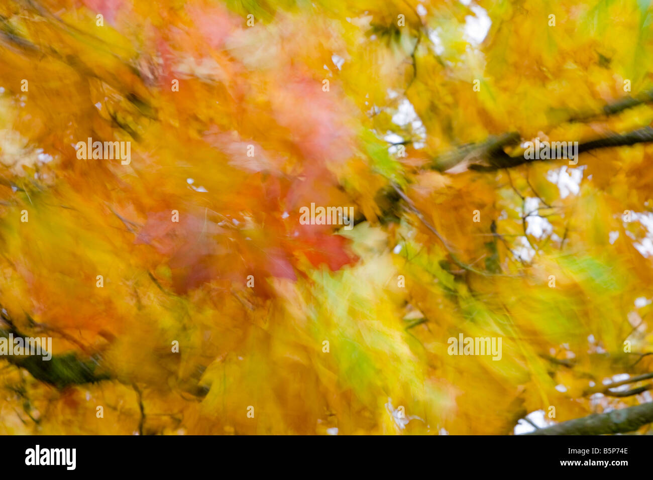 Tree blowing wind hi-res stock photography and images - Alamy
