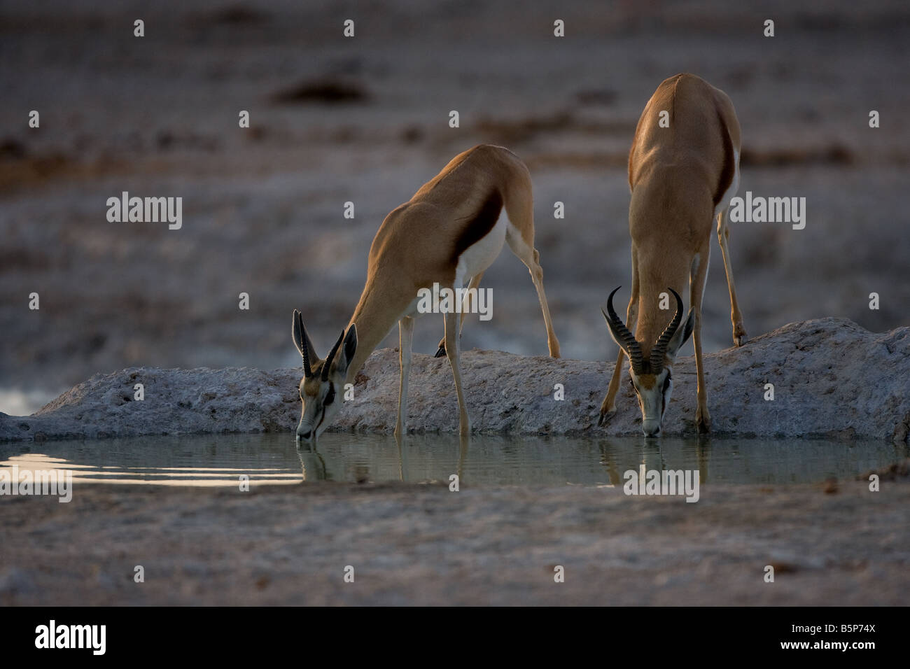 Springboks waterhole in etosha hi-res stock photography and images - Alamy