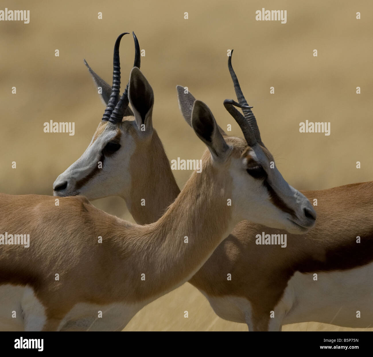 Springboks hi-res stock photography and images - Alamy