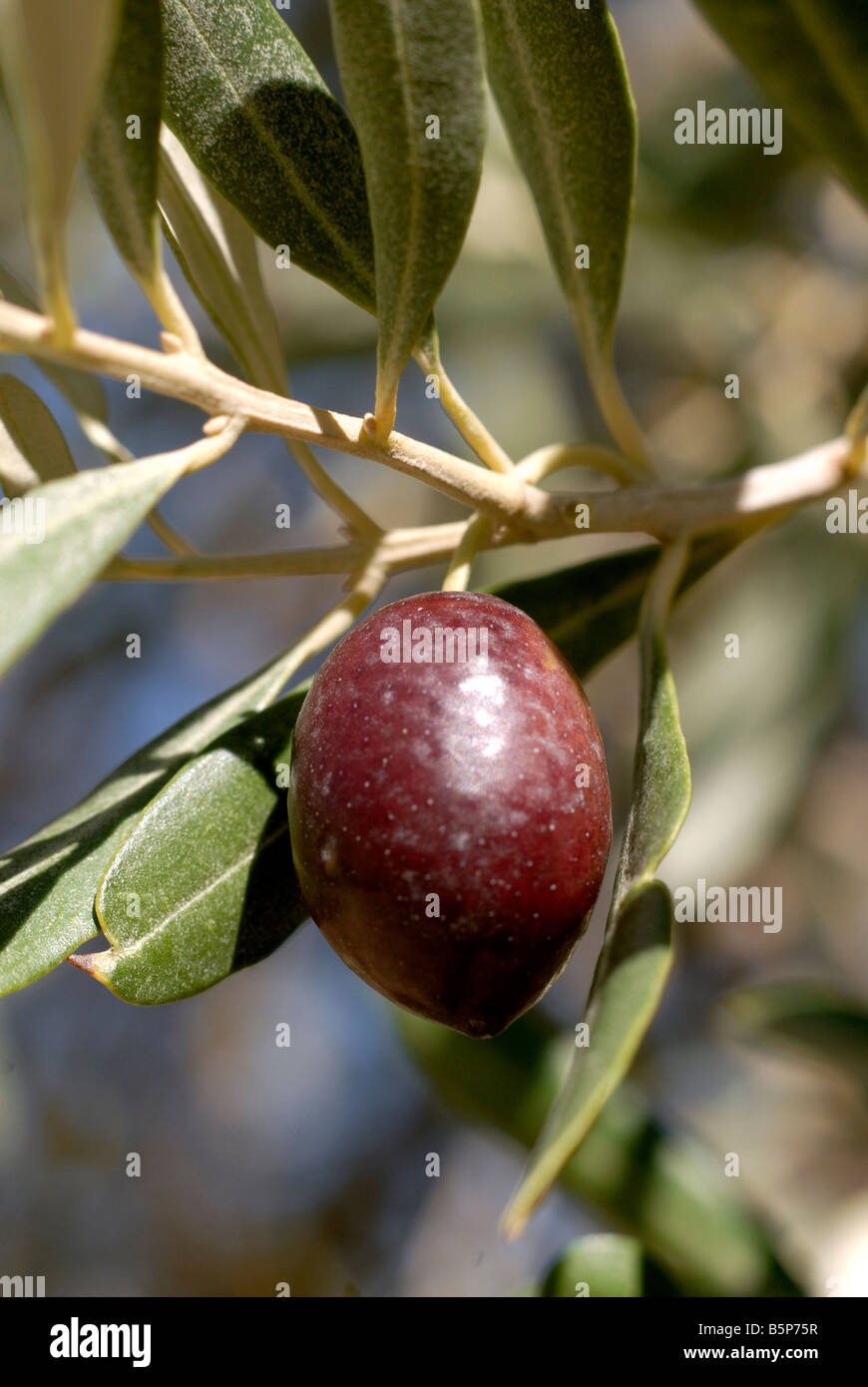 Olive ol hi-res stock photography and images - Alamy
