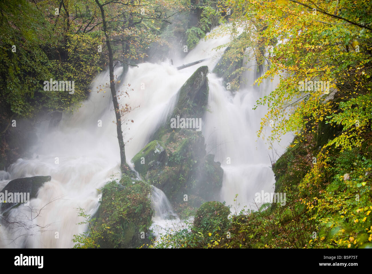 Stock Ghyll waterfall and surrounding woodland in autumn colours in ...