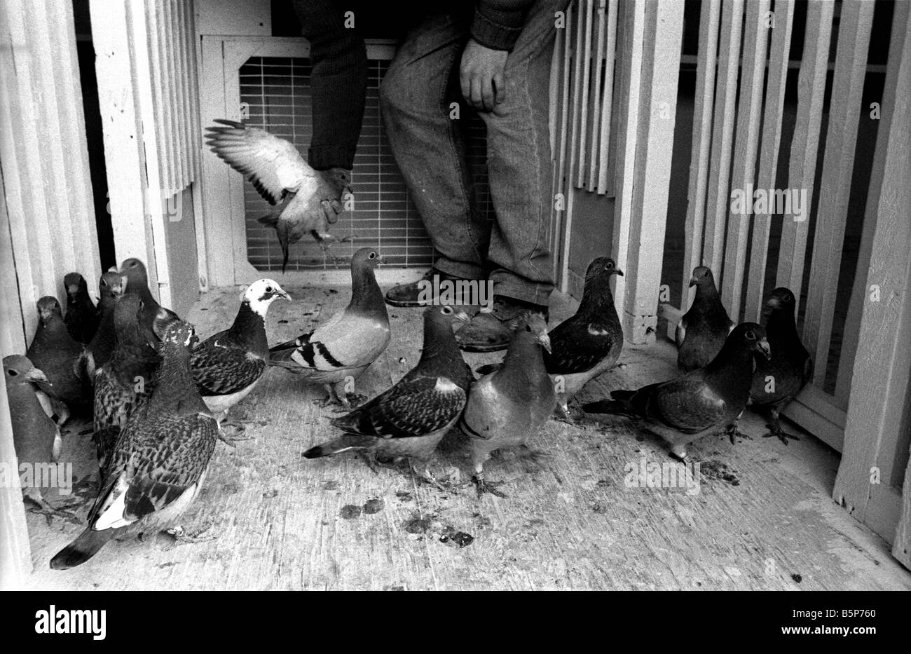 Pigeon racing in the UK. Working class sport Stock Photo - Alamy