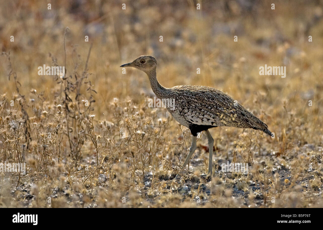 Dikkop hi-res stock photography and images - Alamy