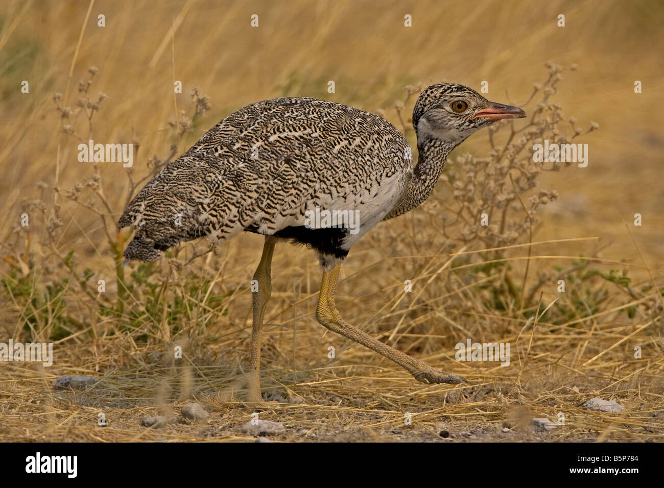 Spotted dikkop hi-res stock photography and images - Alamy