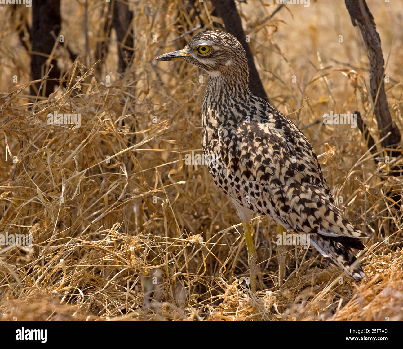 Spotted dikkop hi-res stock photography and images - Alamy
