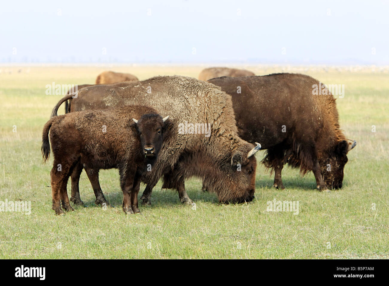 Group of wild buffalos Askania Nova Ukraine Stock Photo - Alamy