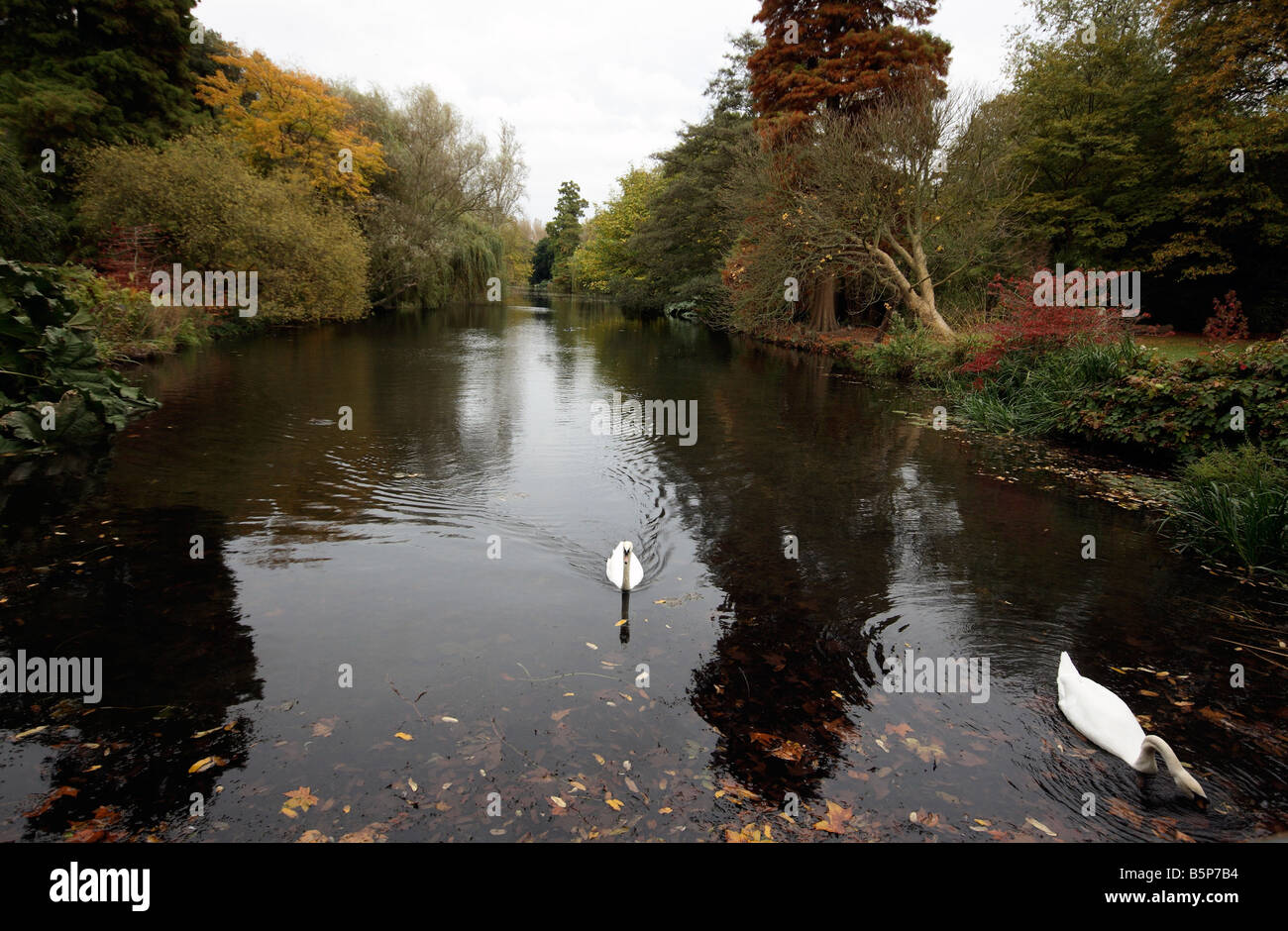 syon park london automn Stock Photo - Alamy
