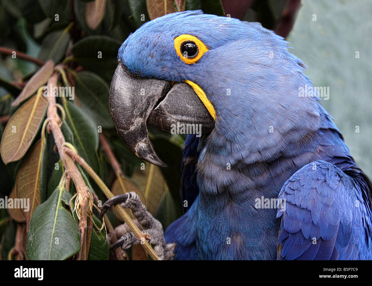 This is a Hyacinth Macaw Parrot. He is very friendly, he loves ...
