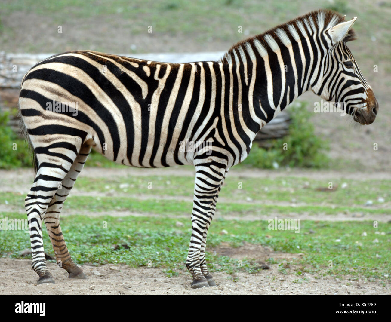 Zebra hi-res stock photography and images - Alamy
