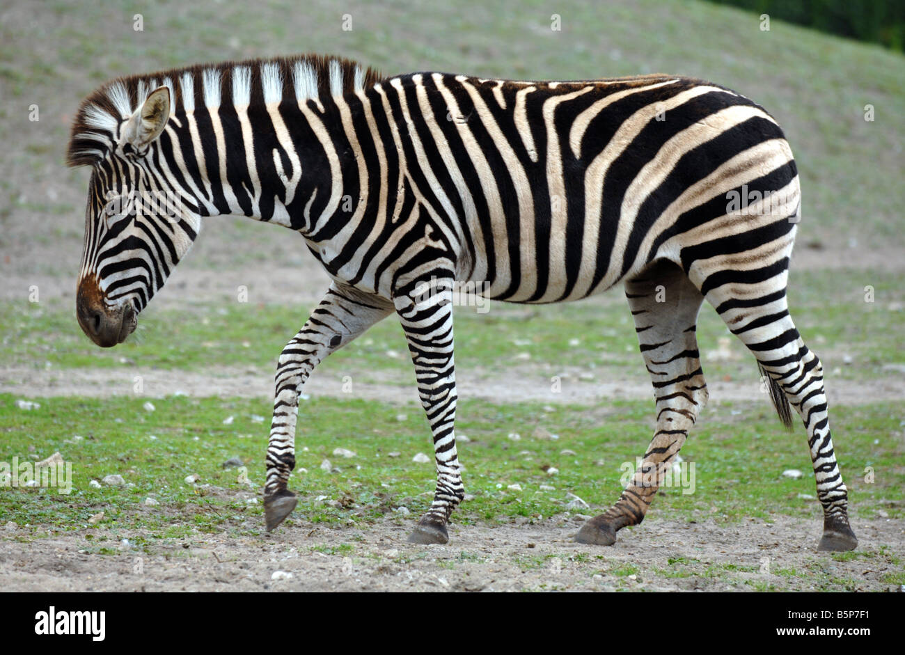 Zebra hi-res stock photography and images - Alamy