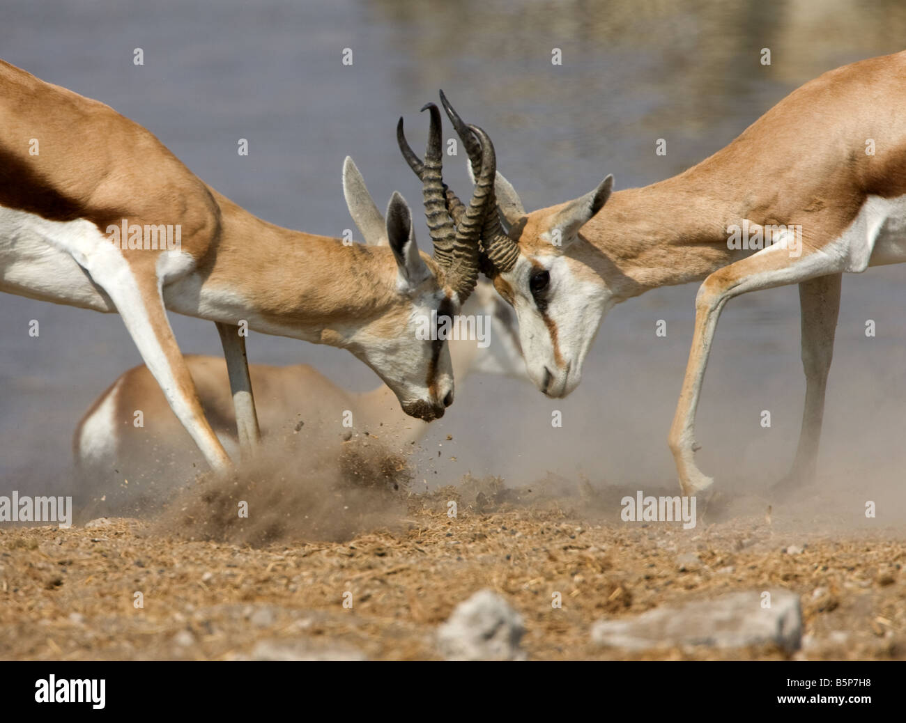 Springbok fighting hi-res stock photography and images - Alamy