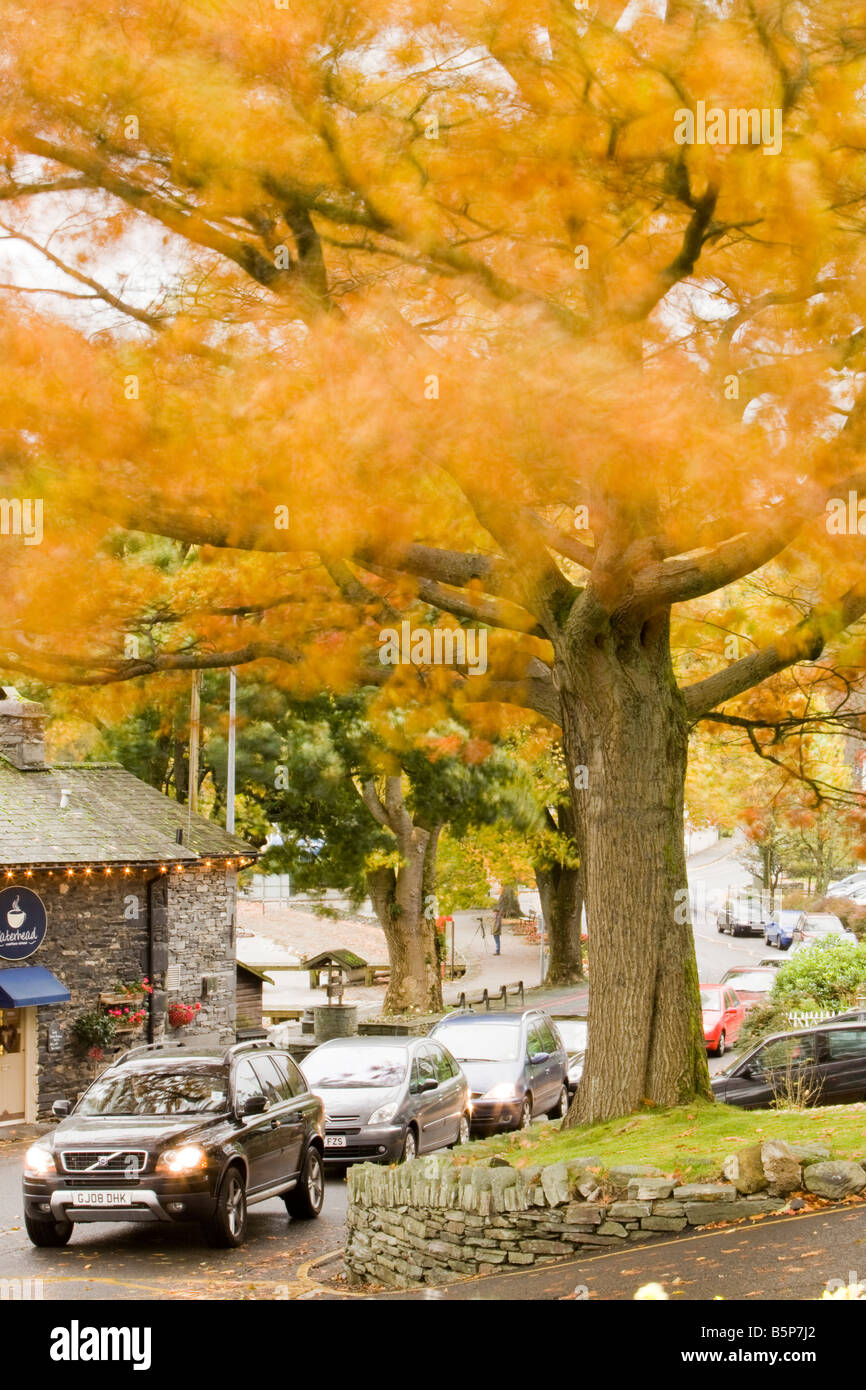 A Maple tree with autumn foliage blowing in a strong wind at Waterhead ...