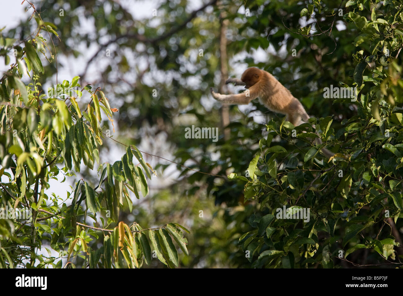 Young proboscis monkey jumping from tree to thee in Tanjung Puting NP ...