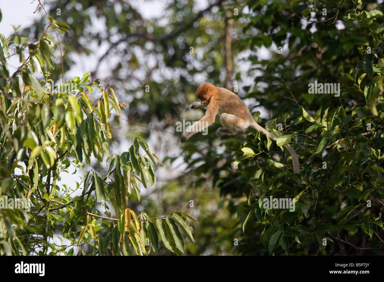 Monkey jumping from tree hi-res stock photography and images - Alamy