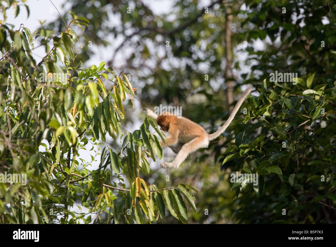 Young proboscis monkey jumping from tree to thee in Tanjung Puting NP ...
