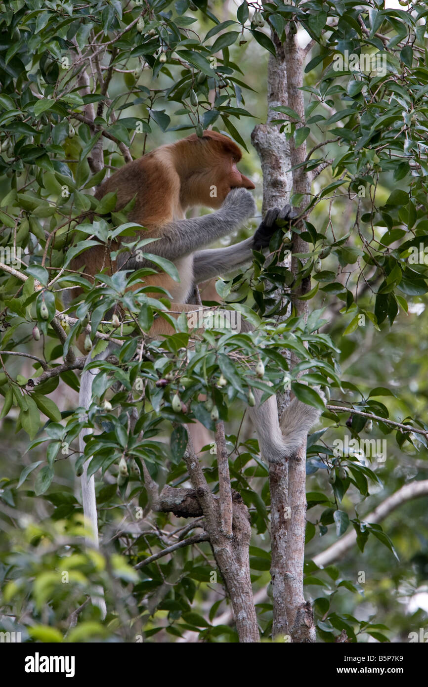 Male proboscis monkey sitting in a tree eating leaves in Tanjung Puting ...