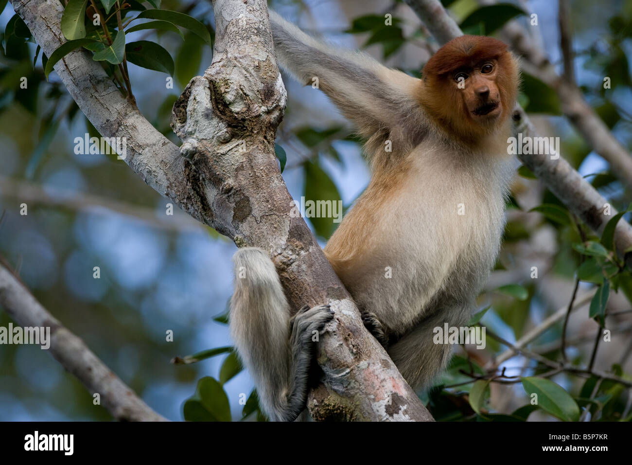 Female proboscis monkey hanging in a tree looking at the photographer ...