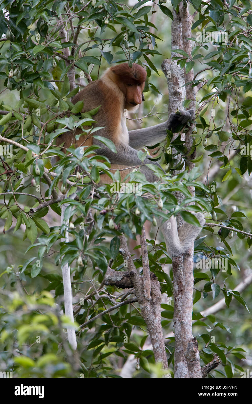 Male proboscis monkey eating leaves hi-res stock photography and images ...