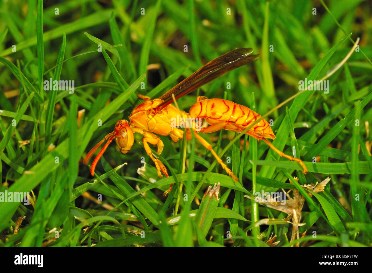 Social insects hi-res stock photography and images - Alamy