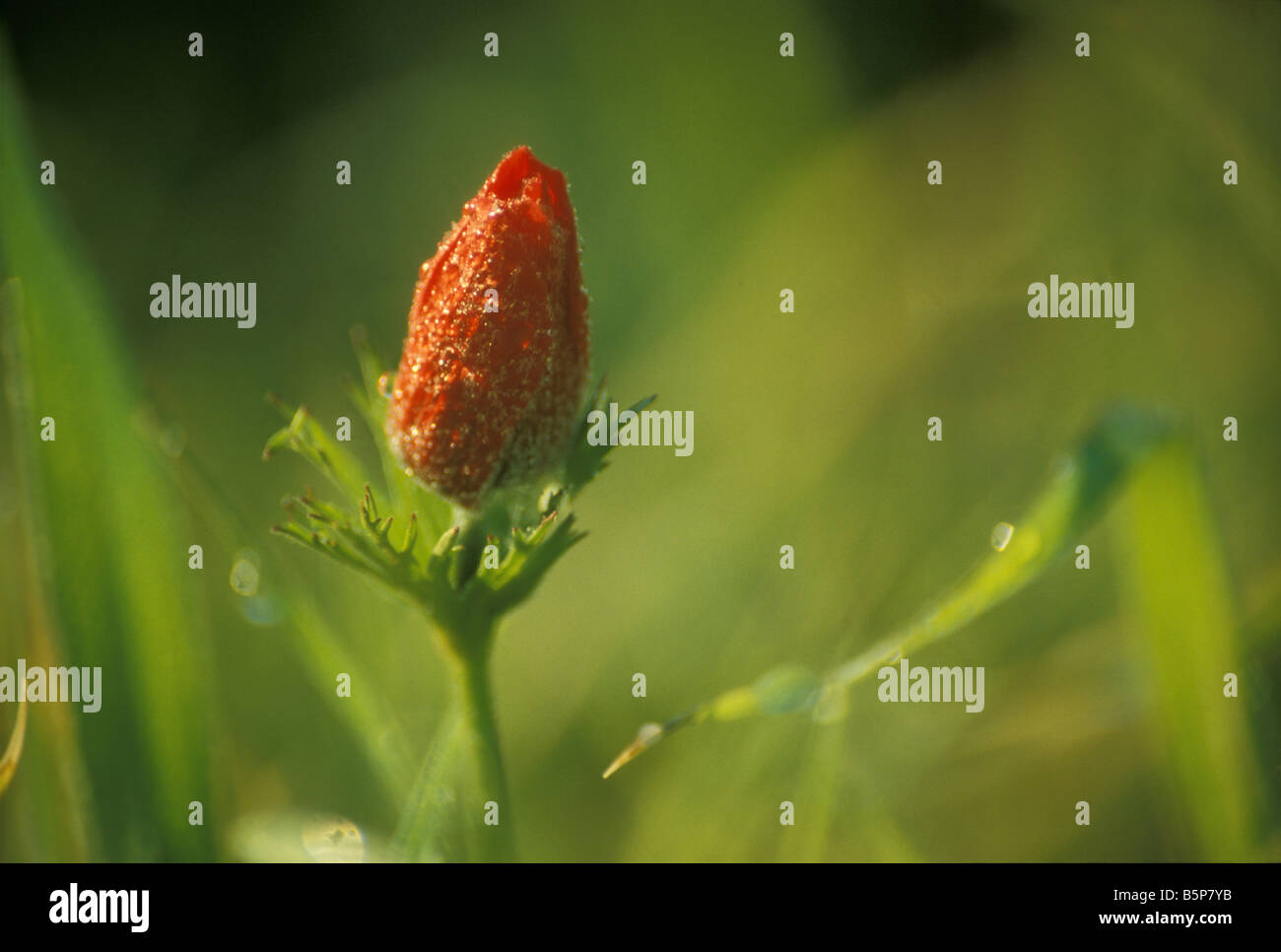 Prominent green stalk hi-res stock photography and images - Alamy