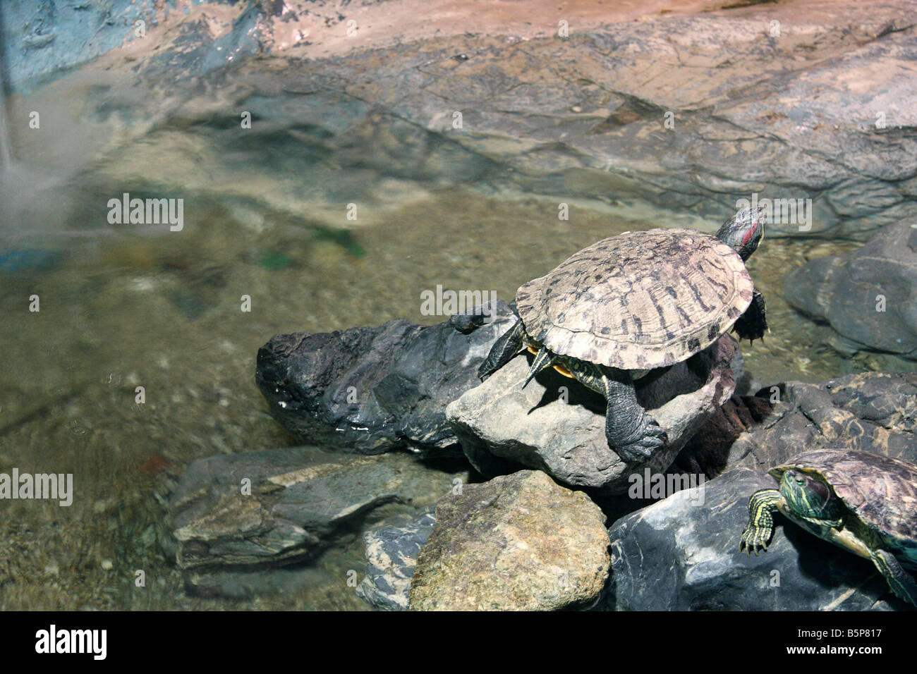 Turtles or terrapins (from the family of Testudines) in an aquarium ...